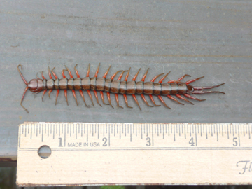 Big Centipedes in Hawaii | MauiMaui.org