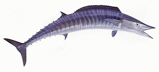 Good places for Hawaiian food and fresh fish in Honolulu | MauiMaui.org